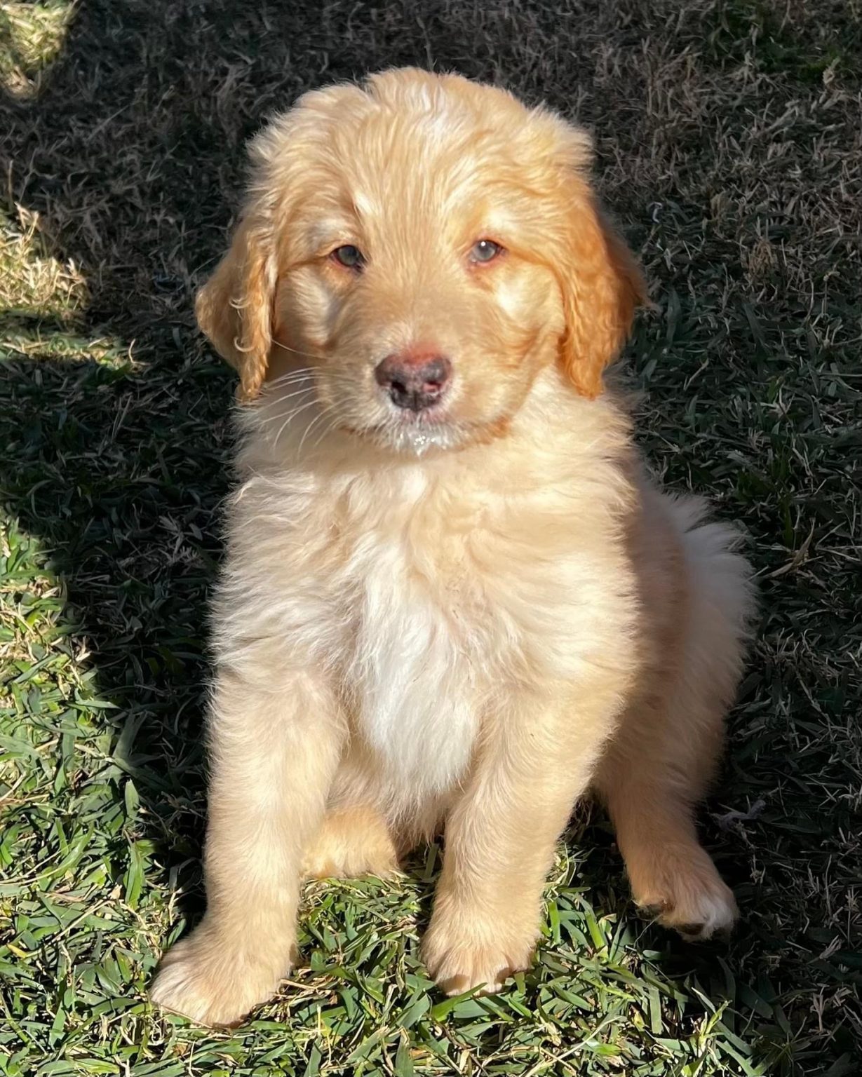 Smartest Pups Ever★★★ - Bordoodle Puppies